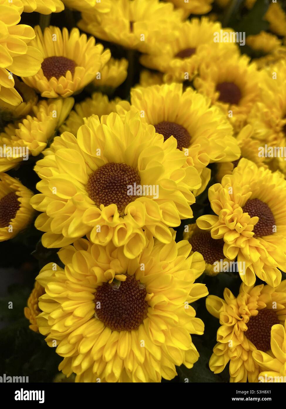 Viking mums hi-res stock photography and images - Alamy