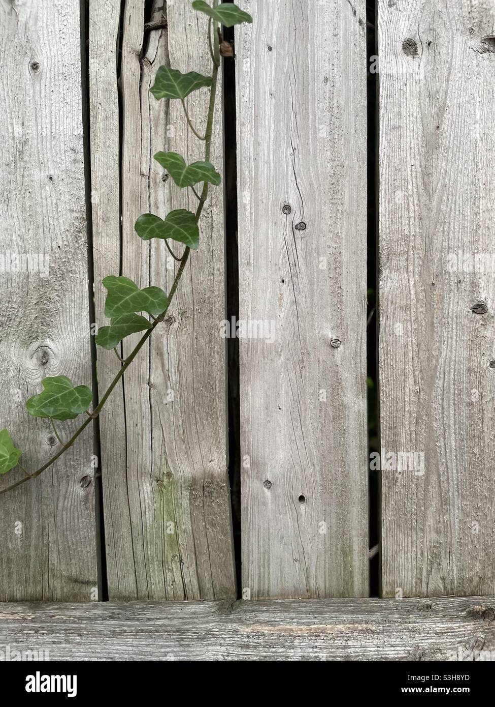 Vine background hi-res stock photography and images - Alamy