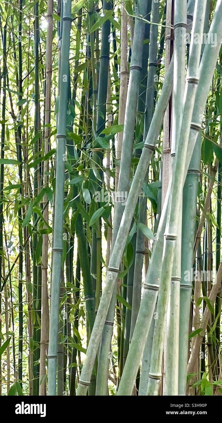 Straight Leaves High Resolution Stock Photography and Images - Alamy