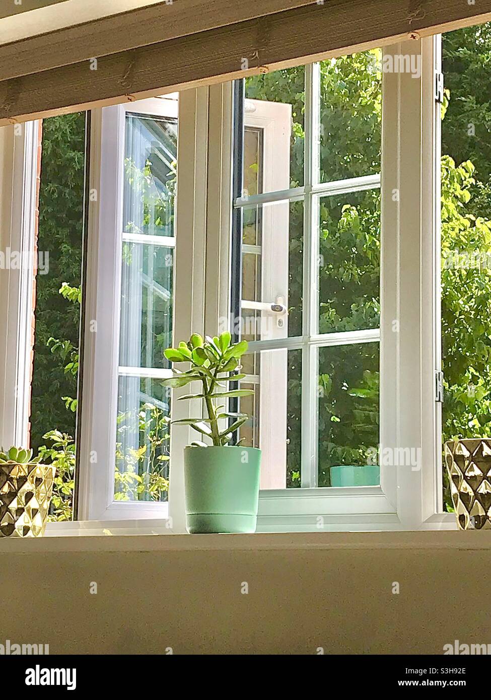 Window view plant hi-res stock photography and images - Alamy