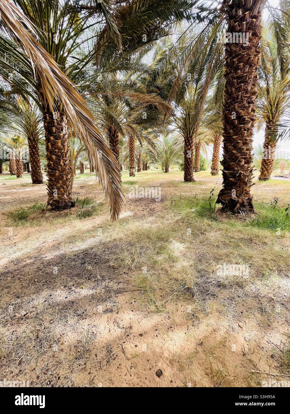 Saudi farm hi-res stock photography and images - Alamy