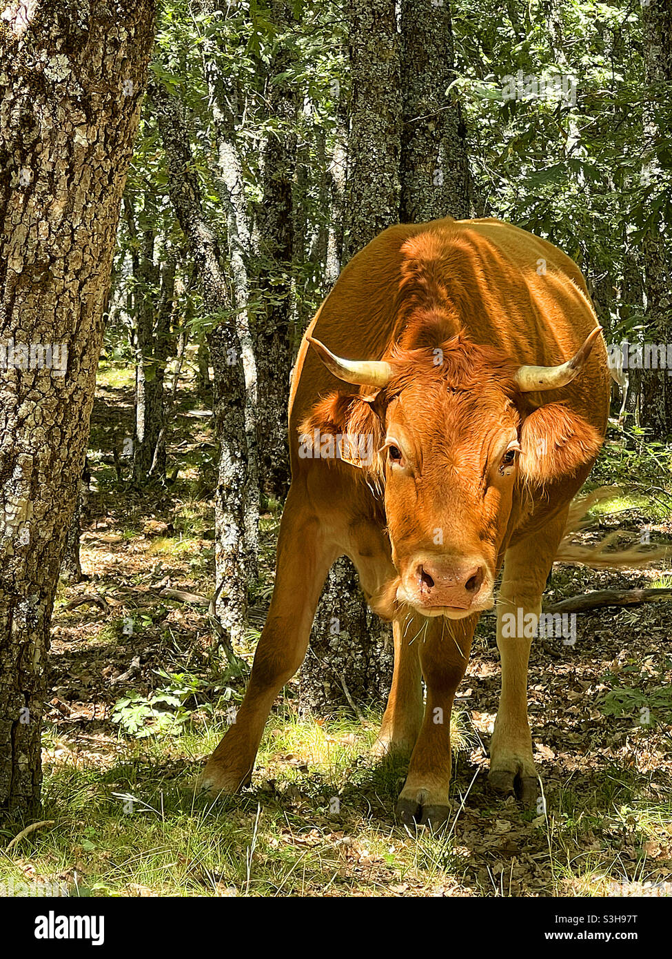 Cow in a forest Stock Photo - Alamy