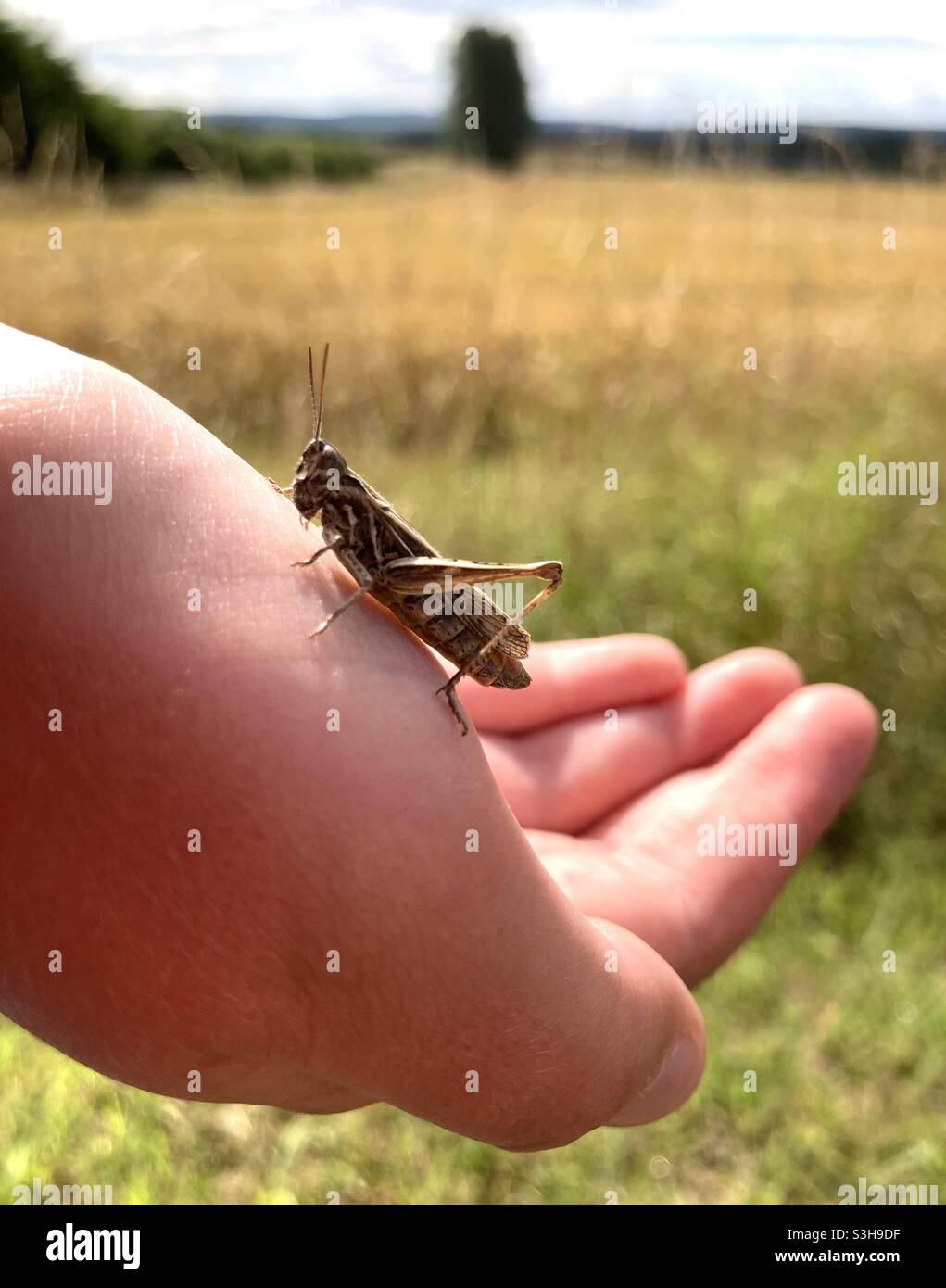 Hand and grasshopper hi-res stock photography and images - Alamy