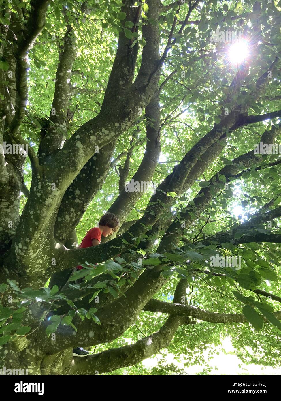 Climbing in the tree hi-res stock photography and images - Alamy