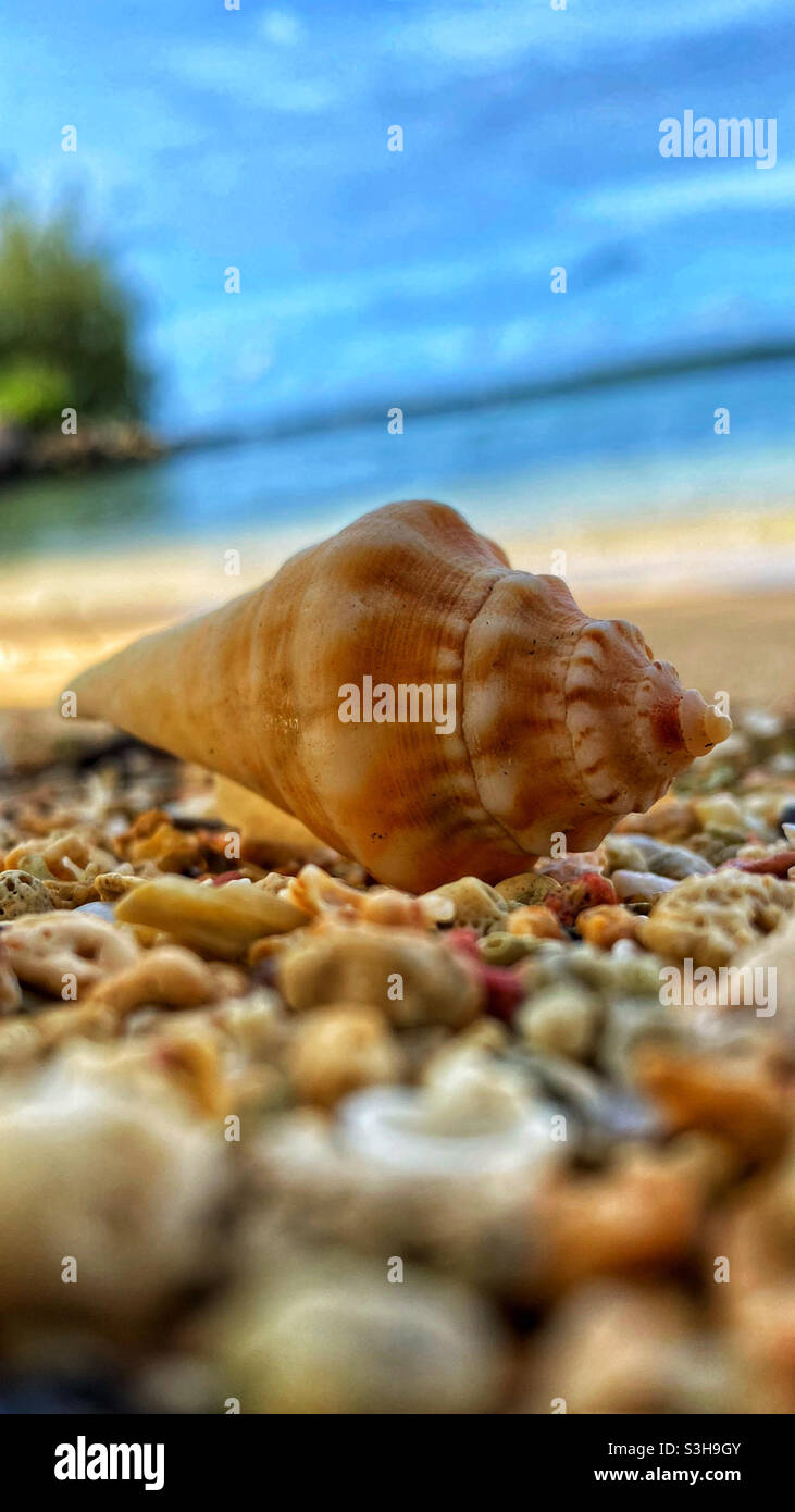 Empty shell hi-res stock photography and images - Alamy