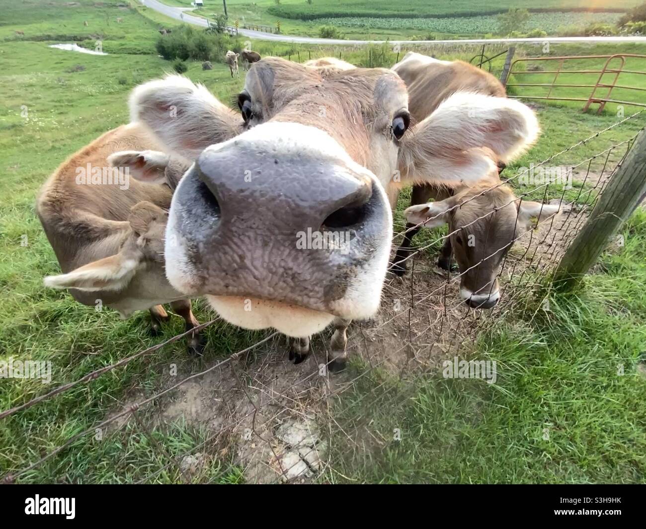 Brown swiss hi-res stock photography and images - Alamy