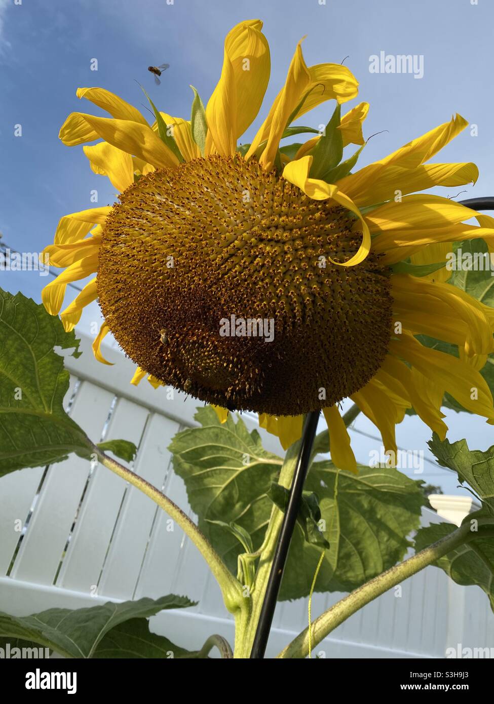 Bee heading towards a large sunflower Stock Photo - Alamy