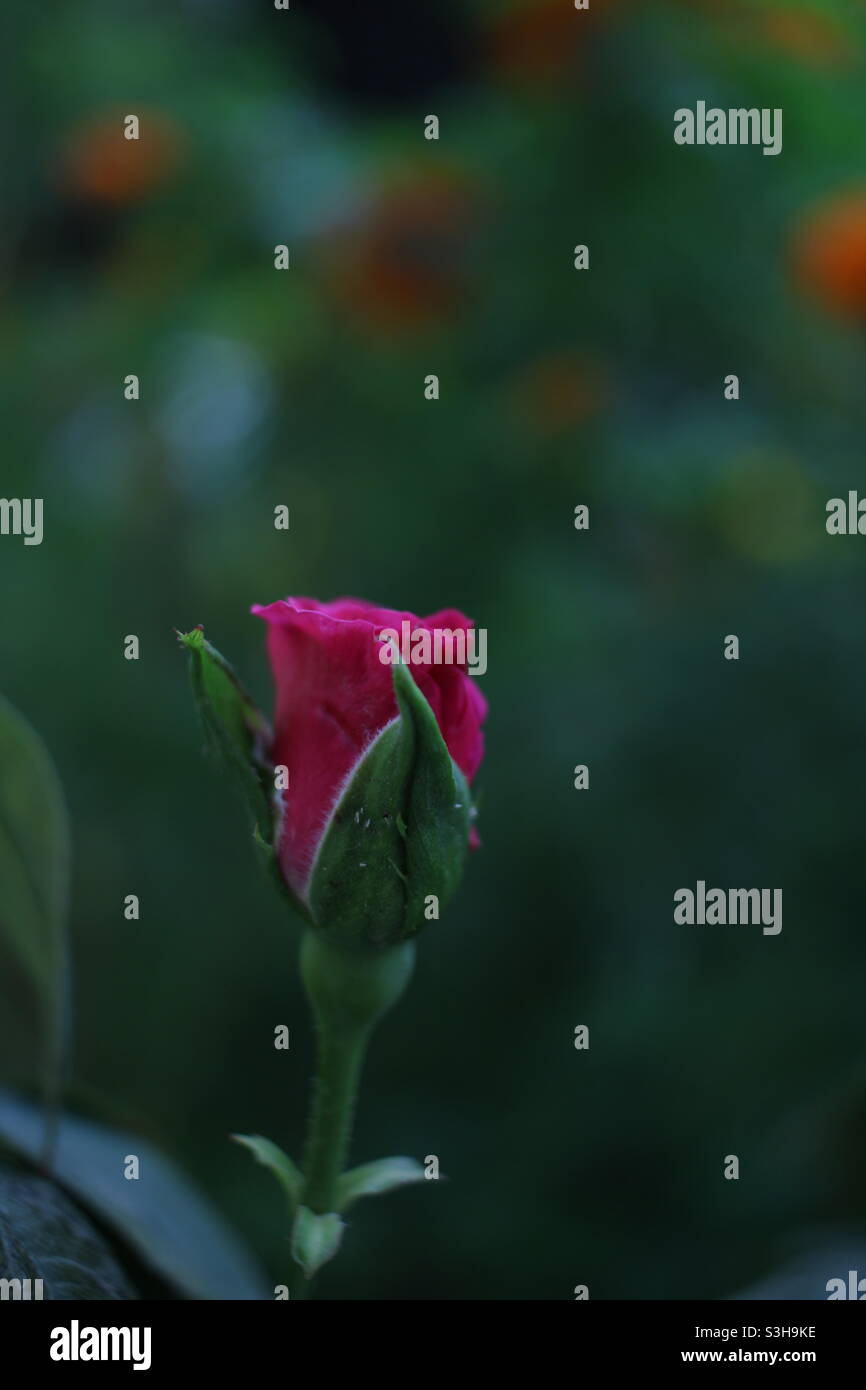 Romantic picture of a flower Stock Photo - Alamy