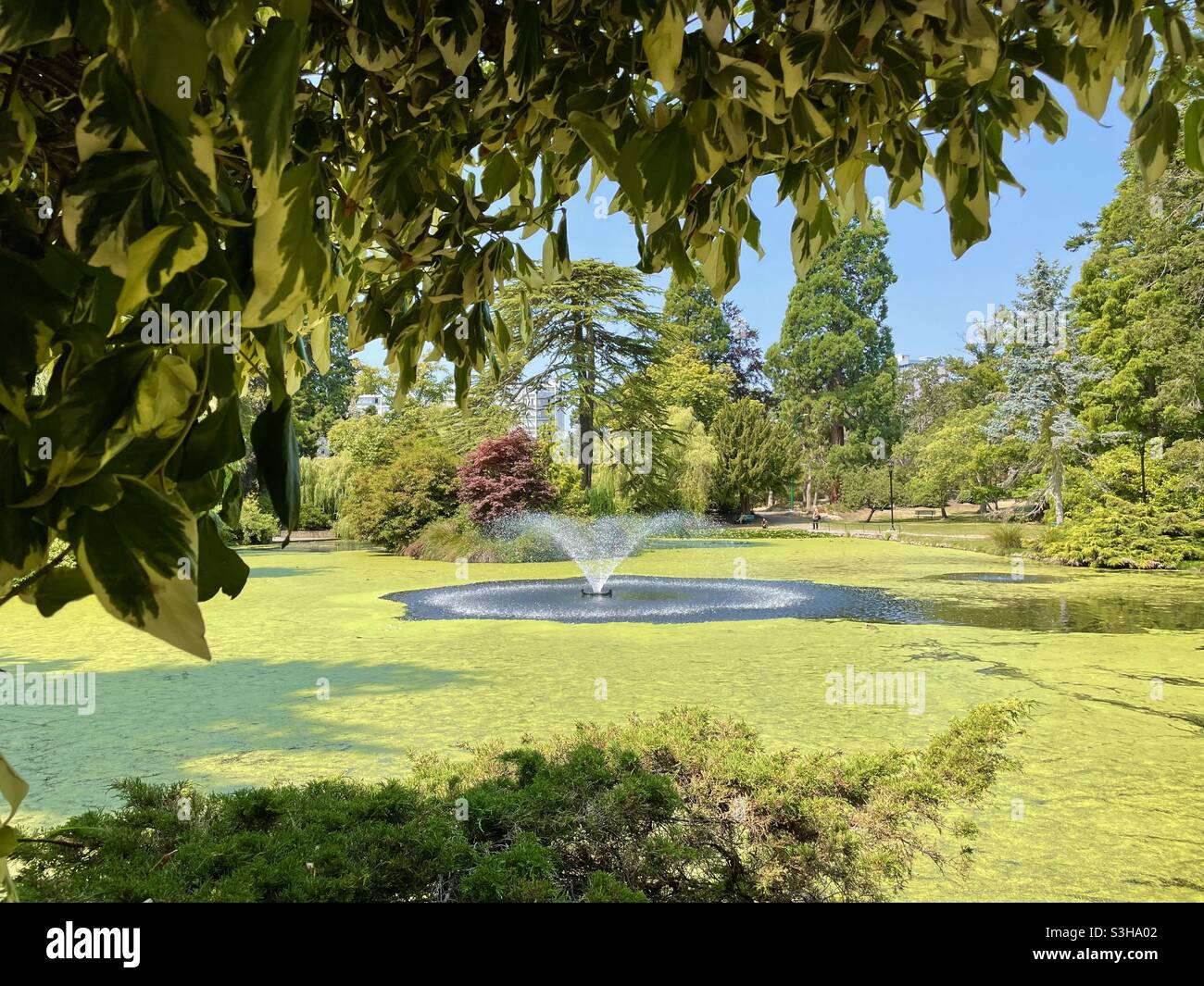 Pond and fountain at Beacon Hill Park, Victoria,BC, Canada Stock Photo ...