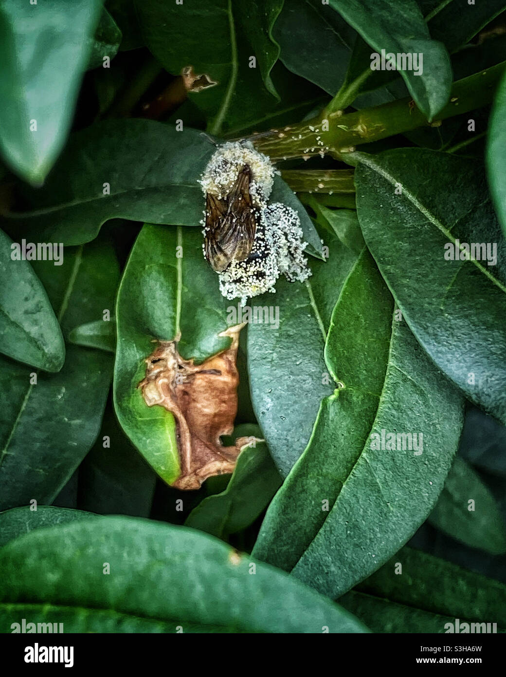 Nature natural bees hi-res stock photography and images - Alamy