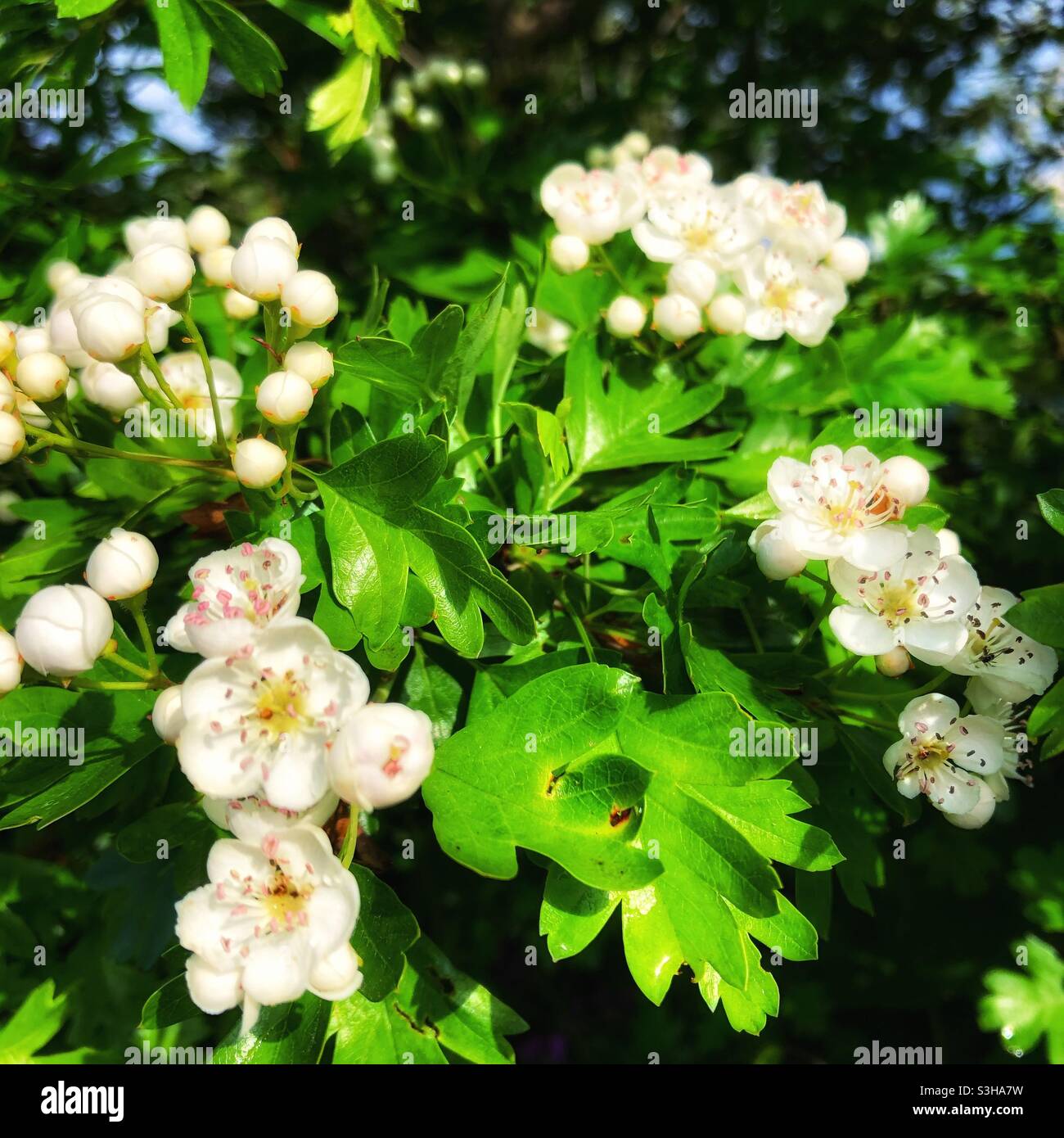 Crataegus monogyna flower buds hi-res stock photography and images - Alamy