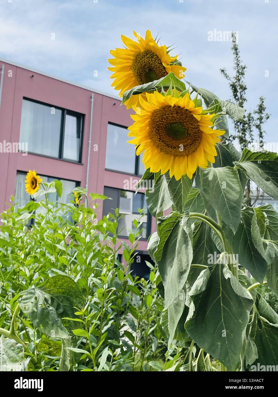 Pink building hi-res stock photography and images - Alamy