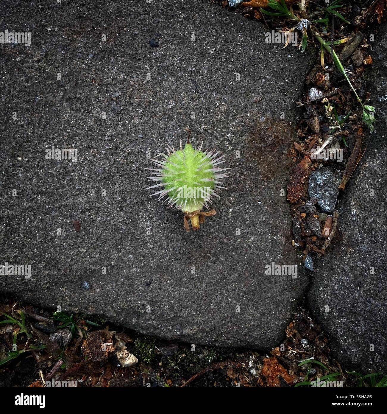 Young conker hi-res stock photography and images - Alamy Young conker hi-res stock photography and images - Alamy