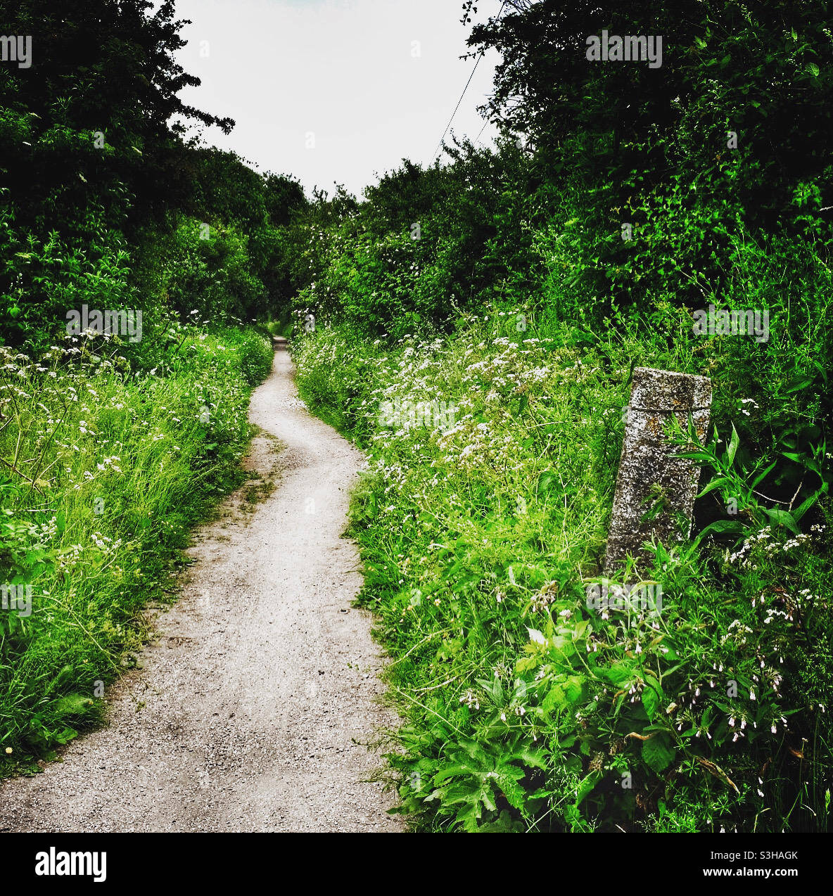 The Green Path Stock Photo - Alamy