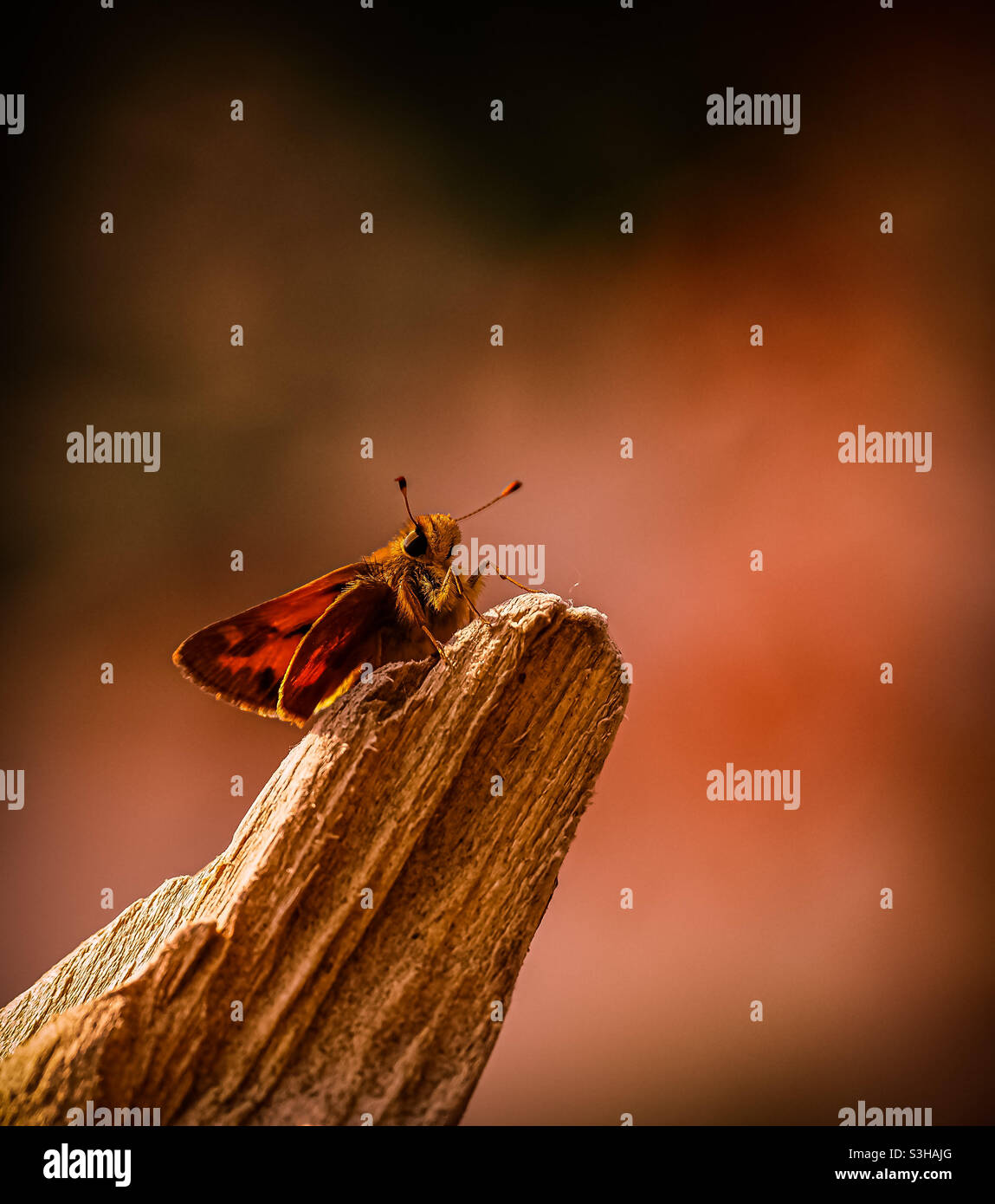 Larson skipper resting in the top of my walking stick during a break ...