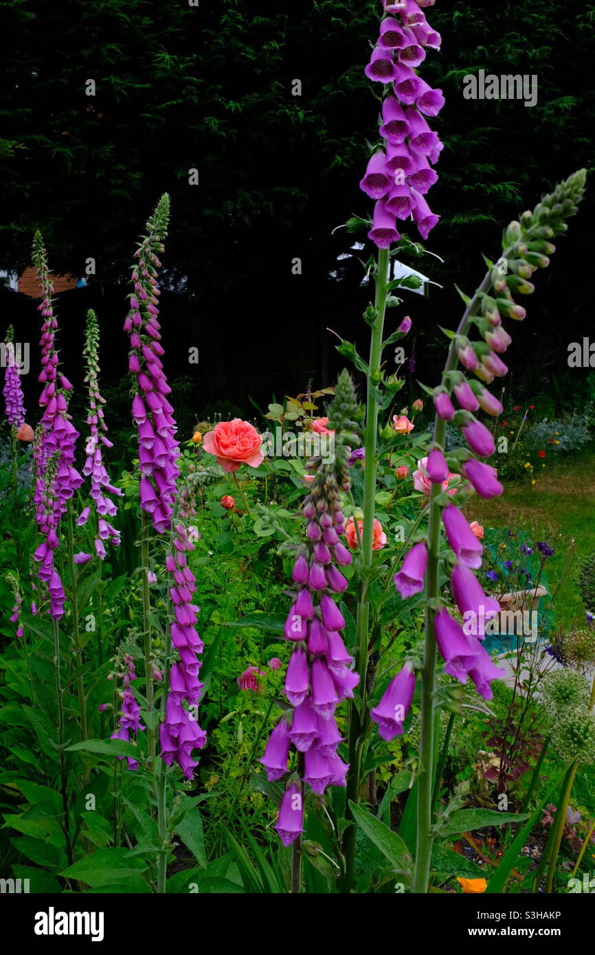 Purple Foxglove And A Rose Stock Photo - Alamy