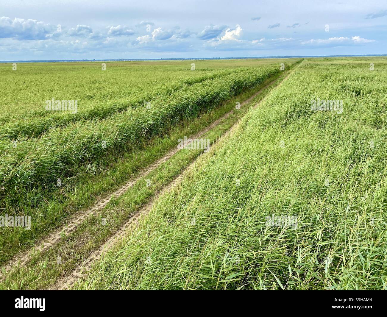 Reed Fields High Resolution Stock Photography and Images - Alamy