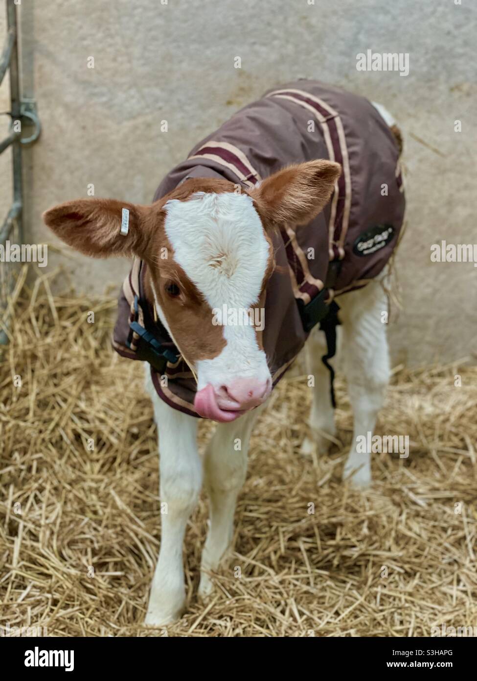 Red Holstein Calf