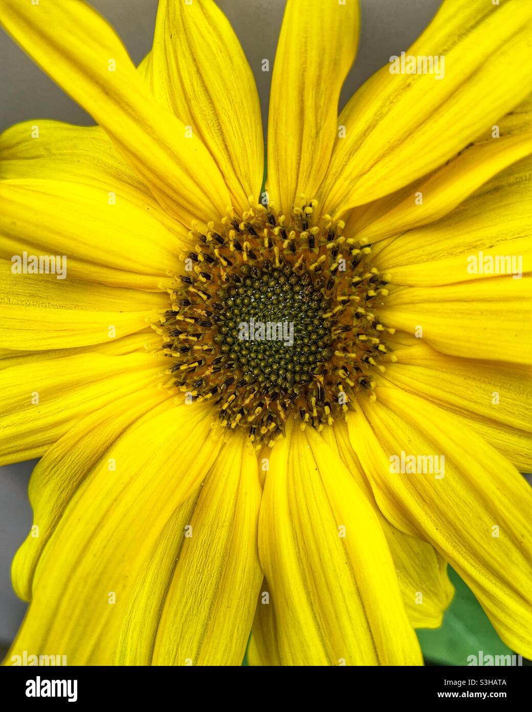 Sunflower - centre Stock Photo - Alamy
