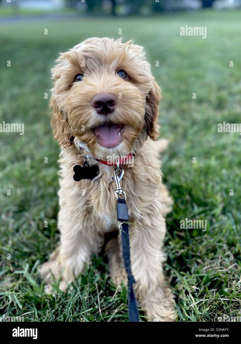 Labrador poodle hi-res stock photography and images - Alamy