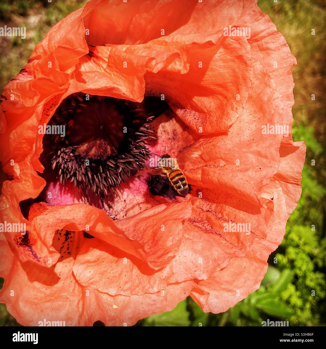 Bee poppy hi-res stock photography and images - Alamy