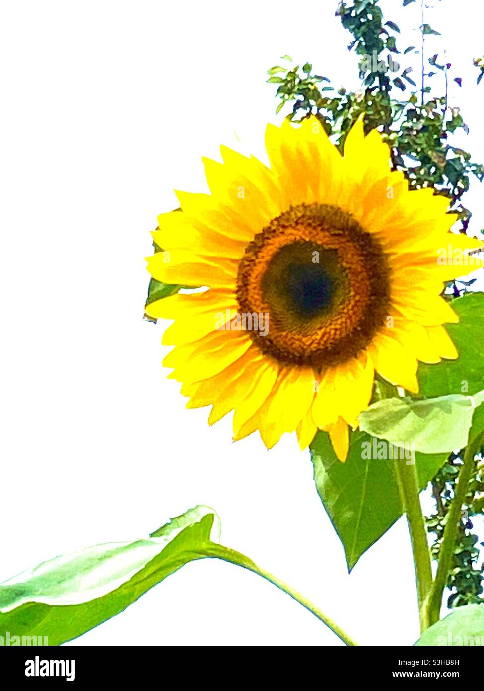 Over exposed hi-res stock photography and images - Alamy