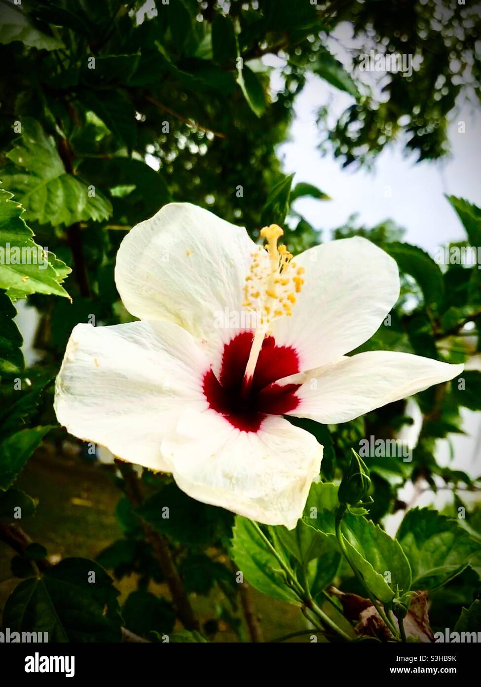 White hibiscus 🌺🤍💛 Stock Photo - Alamy