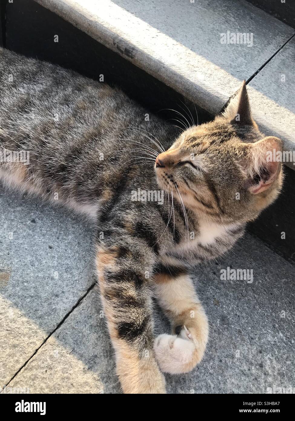 Cat sunrise hi-res stock photography and images - Alamy