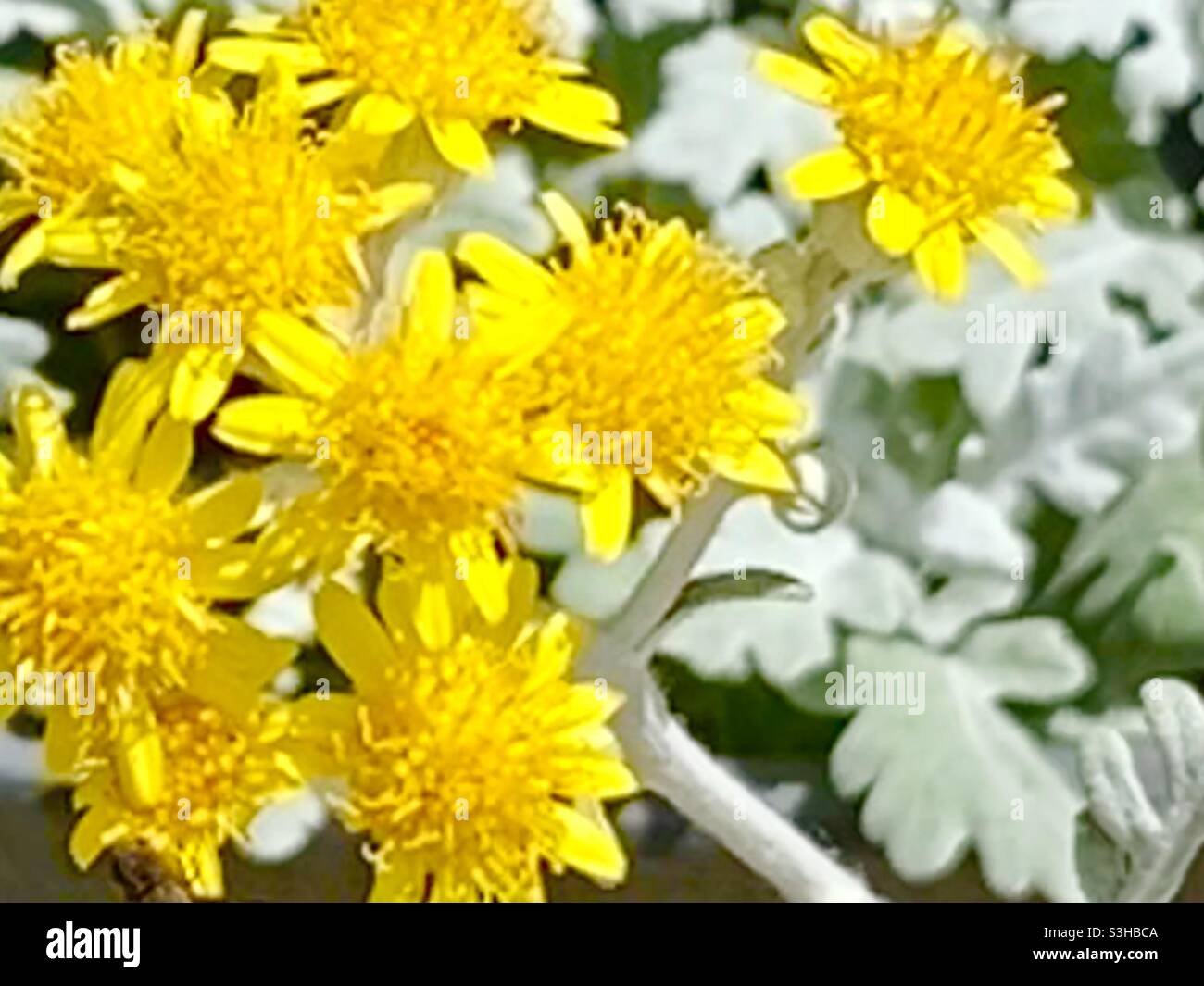Silver ragwort hi-res stock photography and images - Alamy