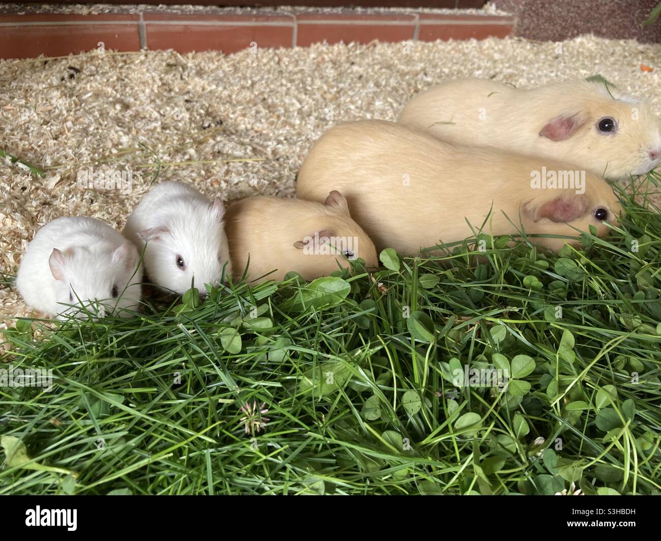 Guinea Pigs eating grass Stock Photo - Alamy