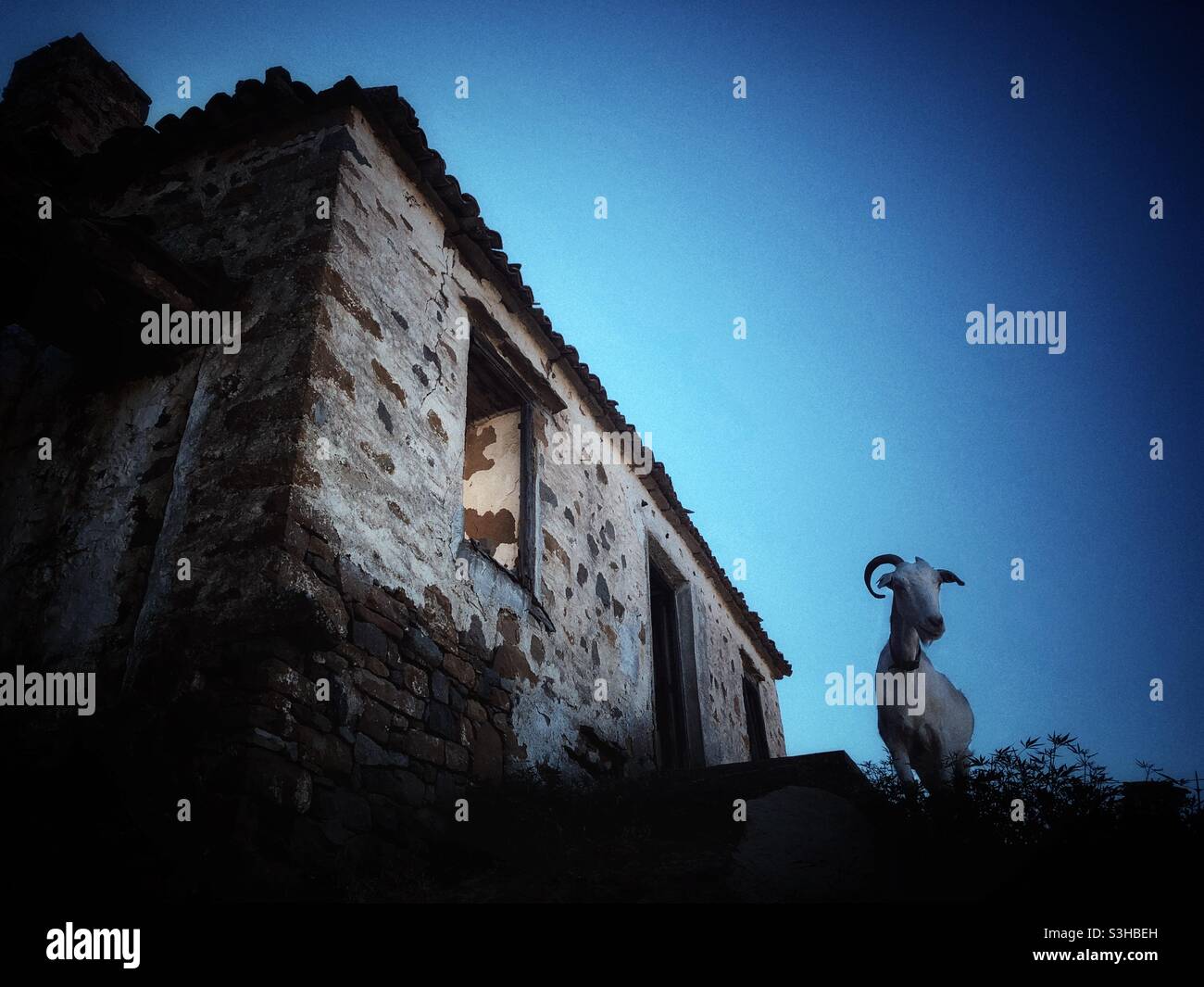 Goat outside a stone house Stock Photo - Alamy