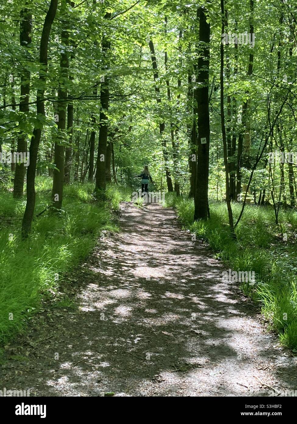 Path in the Forest Stock Photo - Alamy