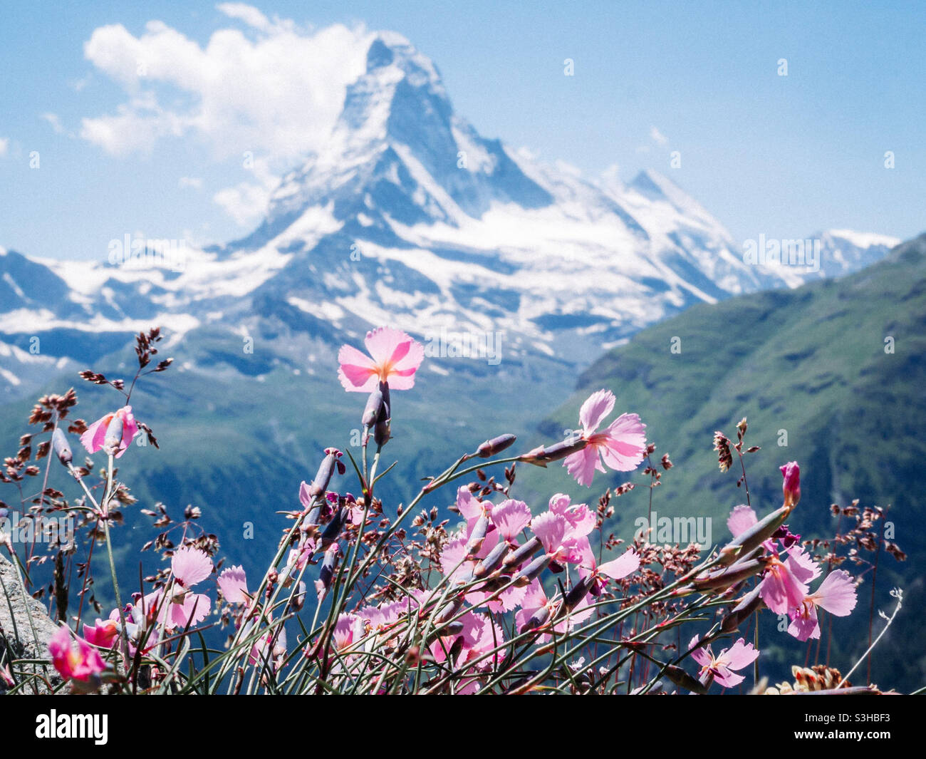 Alps flora with Matterhorn mountain in background Stock Photo - Alamy