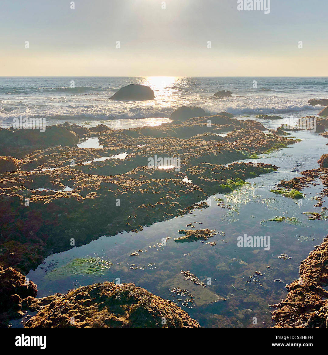 Intertidal tide pools hi-res stock photography and images - Alamy