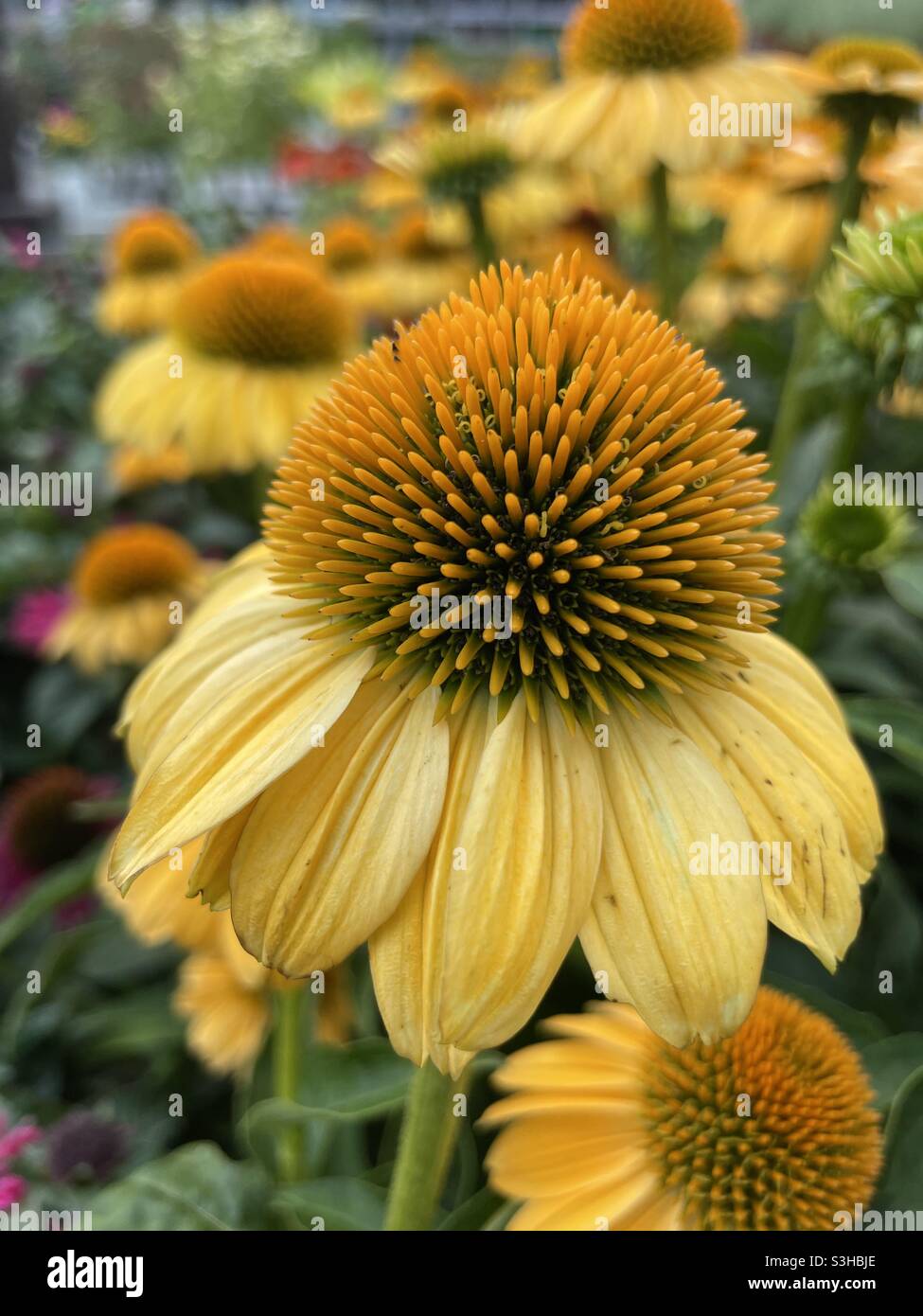 Yellow cone hi-res stock photography and images - Alamy