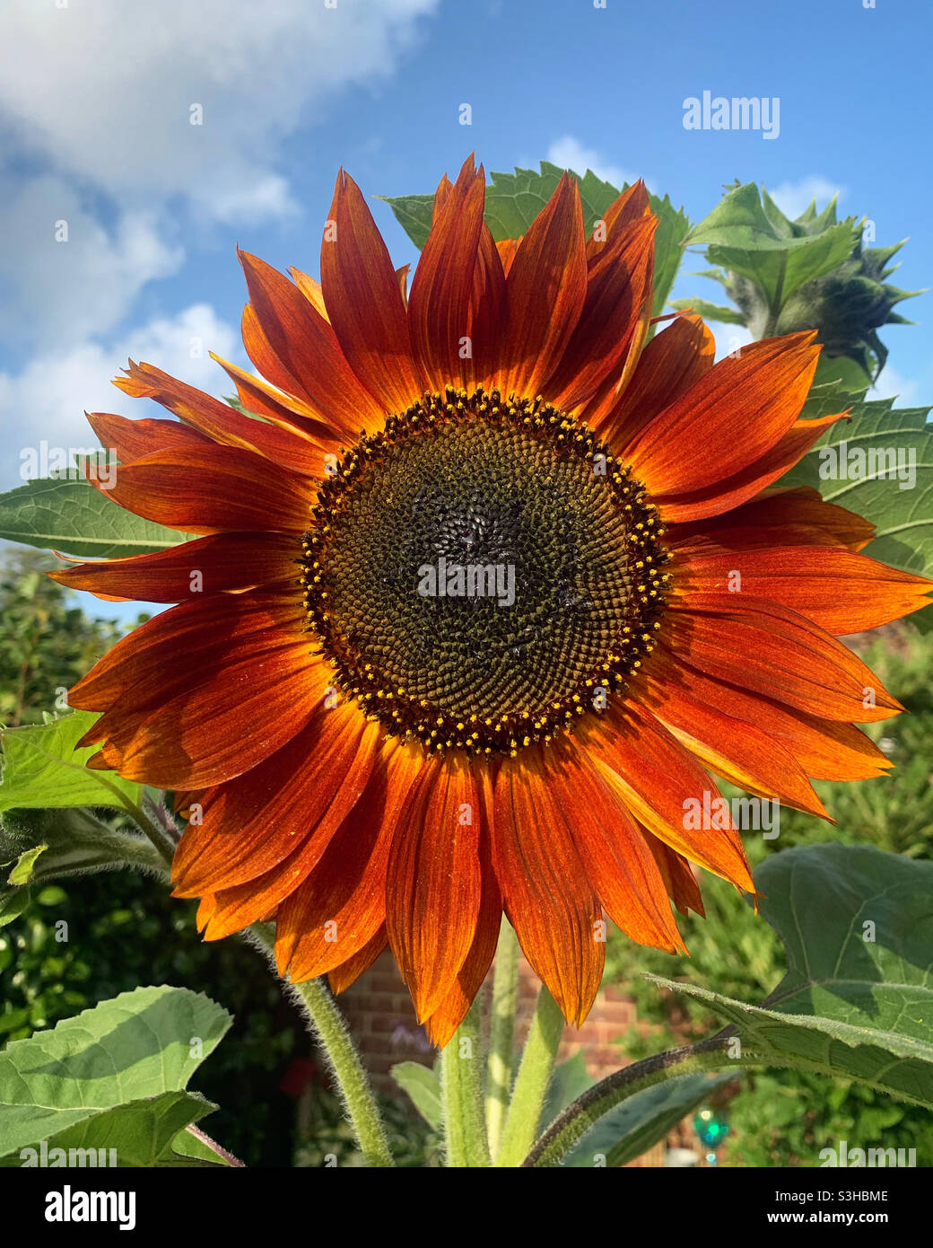 Orange sunflower hi-res stock photography and images - Alamy