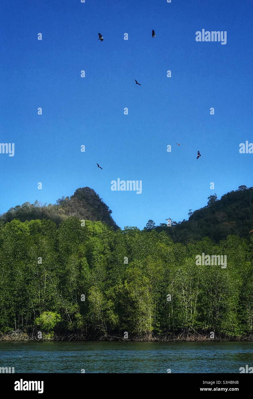 Brahminy kites (Haliastur indus) circle above the water on the island ...