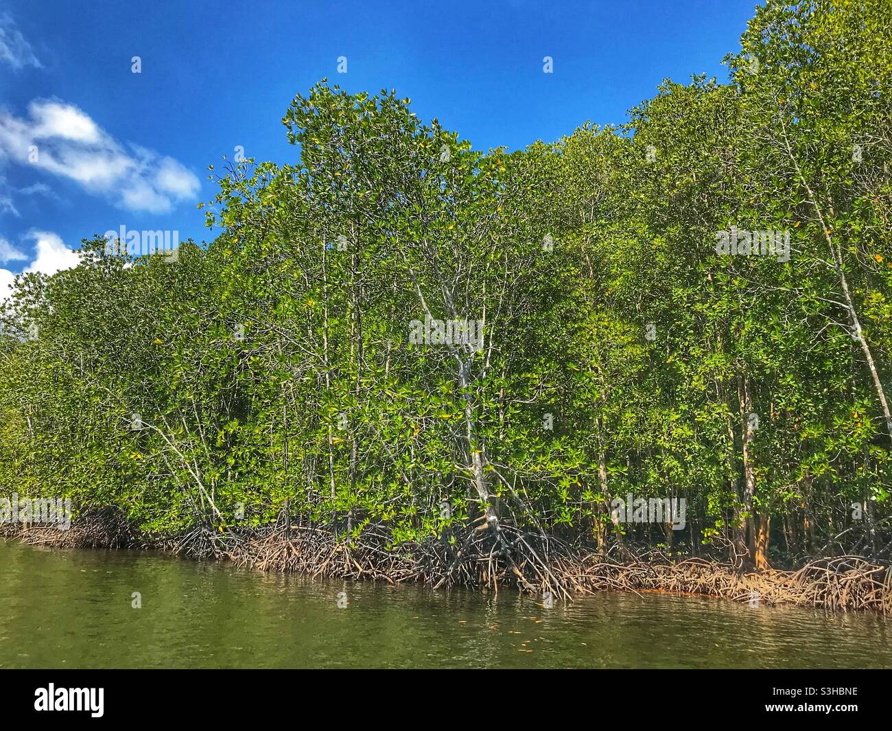 Mangroves on the water hi-res stock photography and images - Alamy