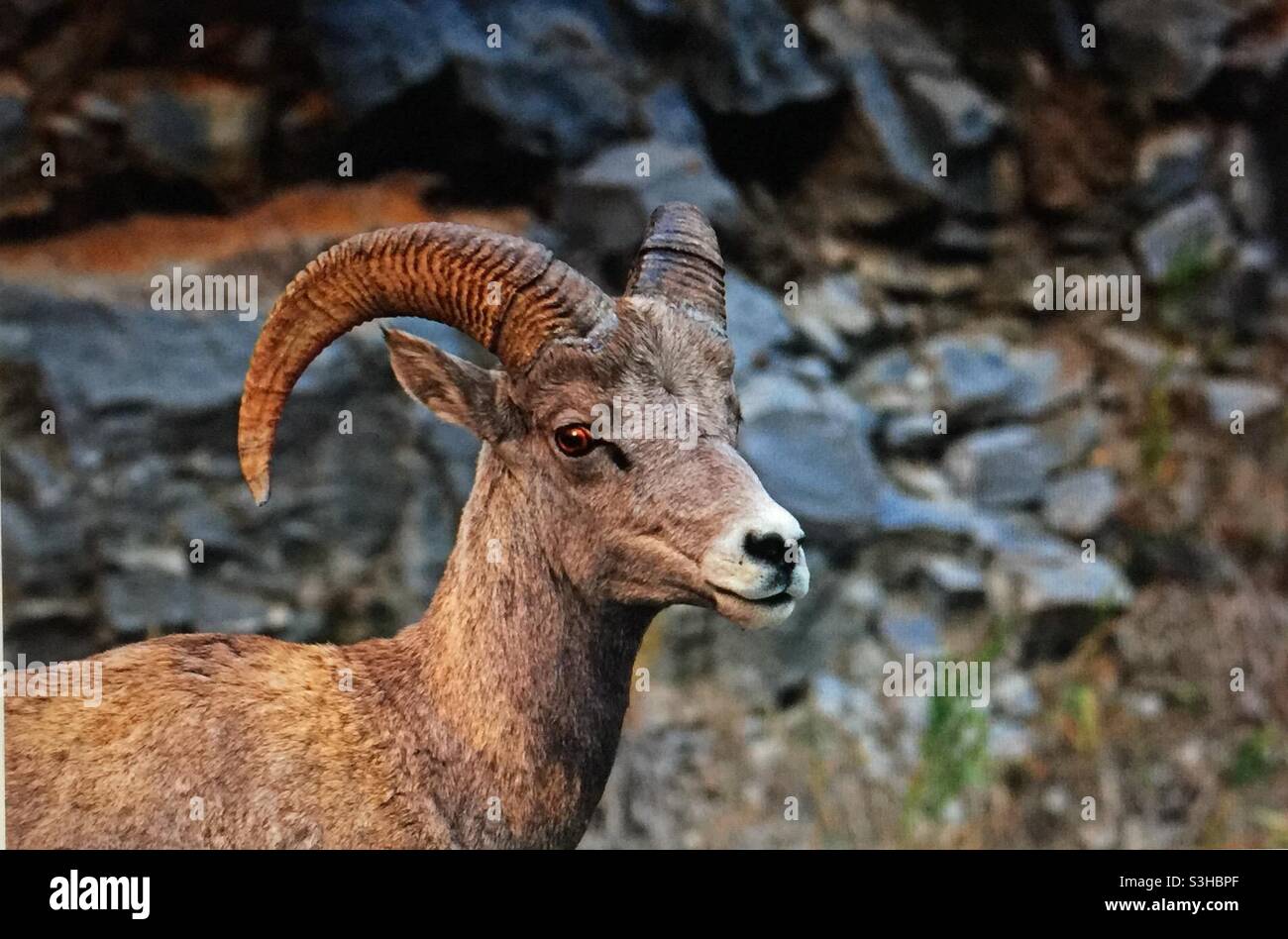 bighorn sheep, (Ovis canadensis), native to North America, wildlife ...