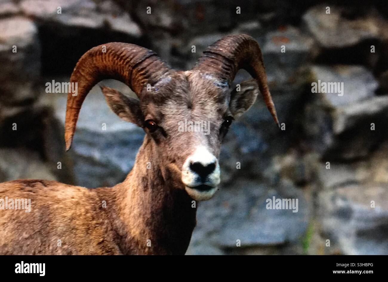 bighorn sheep, (Ovis canadensis), native to North America, wildlife ...