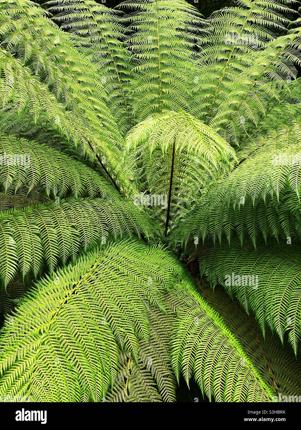 Giant tree fern (Dicksonia antarctica Stock Photo - Alamy