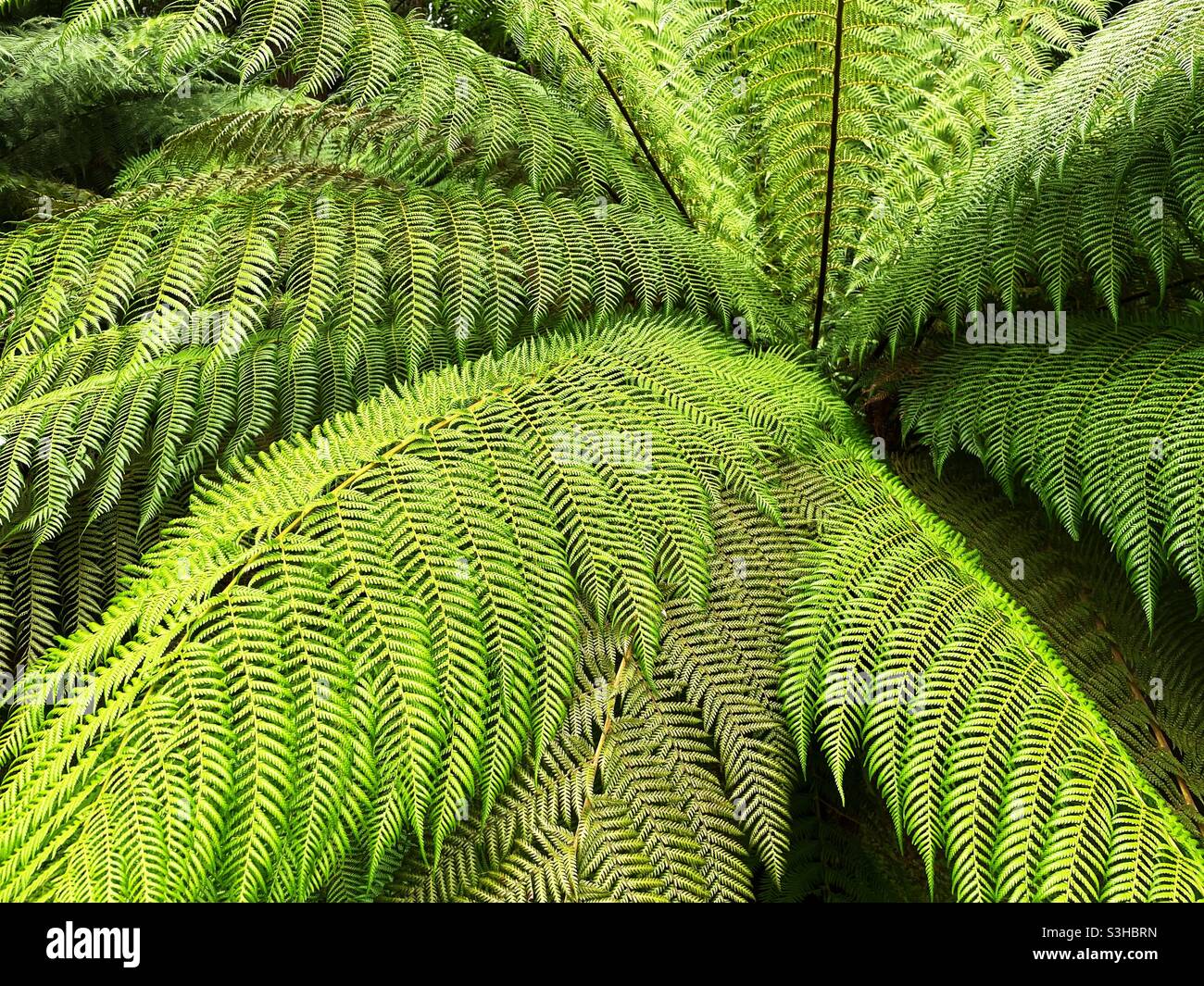 Tree fern (Dicksonia antarctica Stock Photo - Alamy