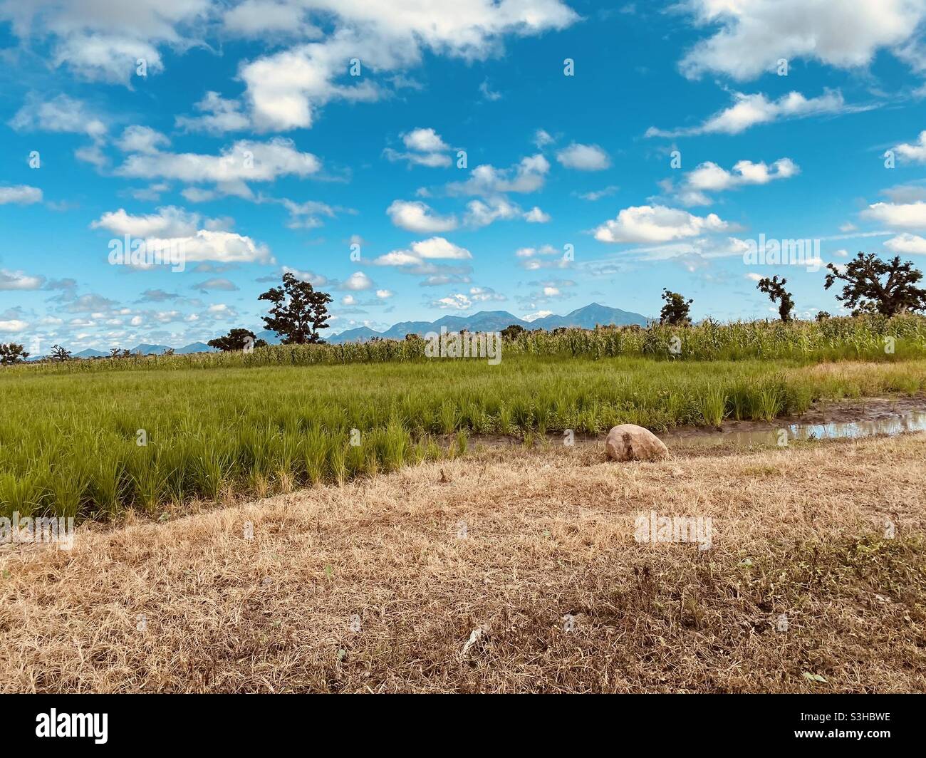 Nigeria farm hi-res stock photography and images - Alamy