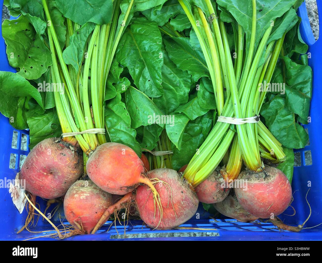 Beetroot crate hi-res stock photography and images - Alamy