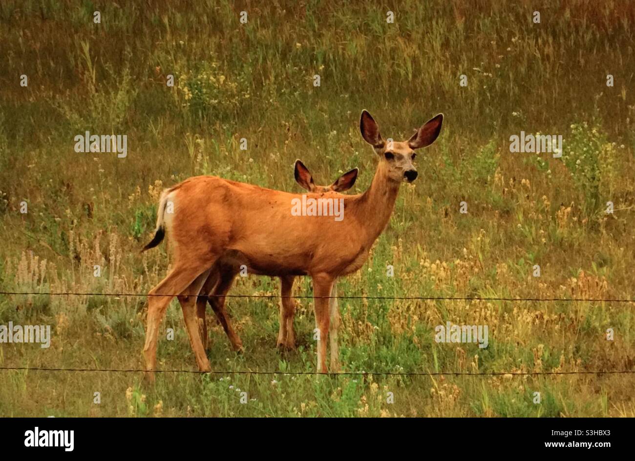 Mule deer, doe , and dawn, wildlife, North America Stock Photo - Alamy