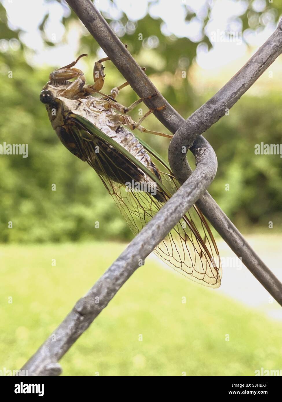 Cicada flying hi-res stock photography and images - Alamy