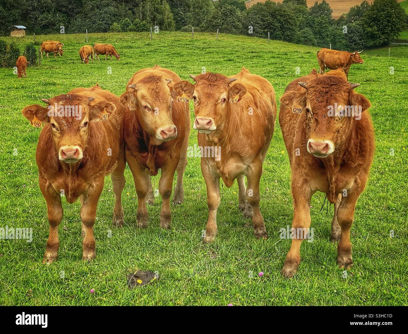 Limousin cattle hi-res stock photography and images - Alamy