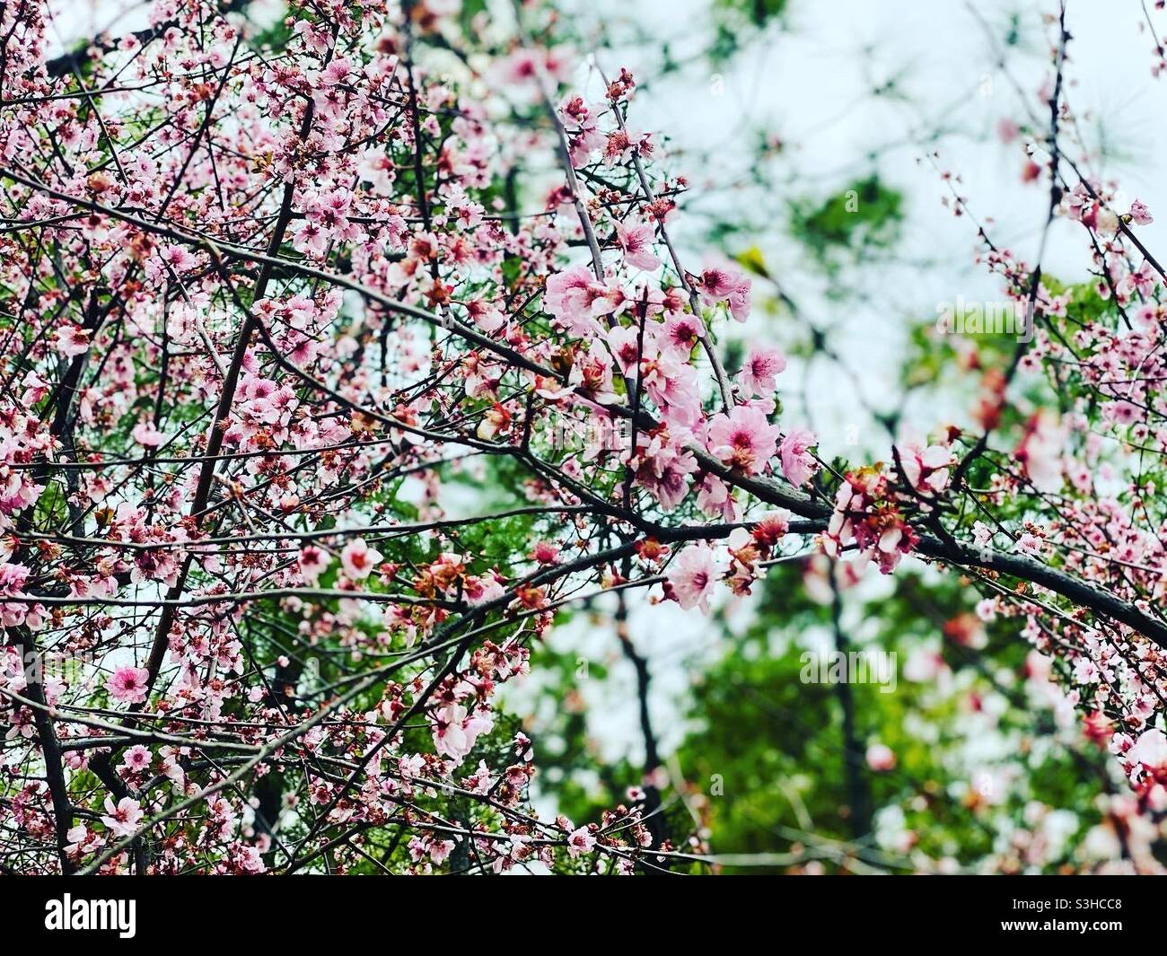 Peach flowers in Shanghai garden Stock Photo - Alamy