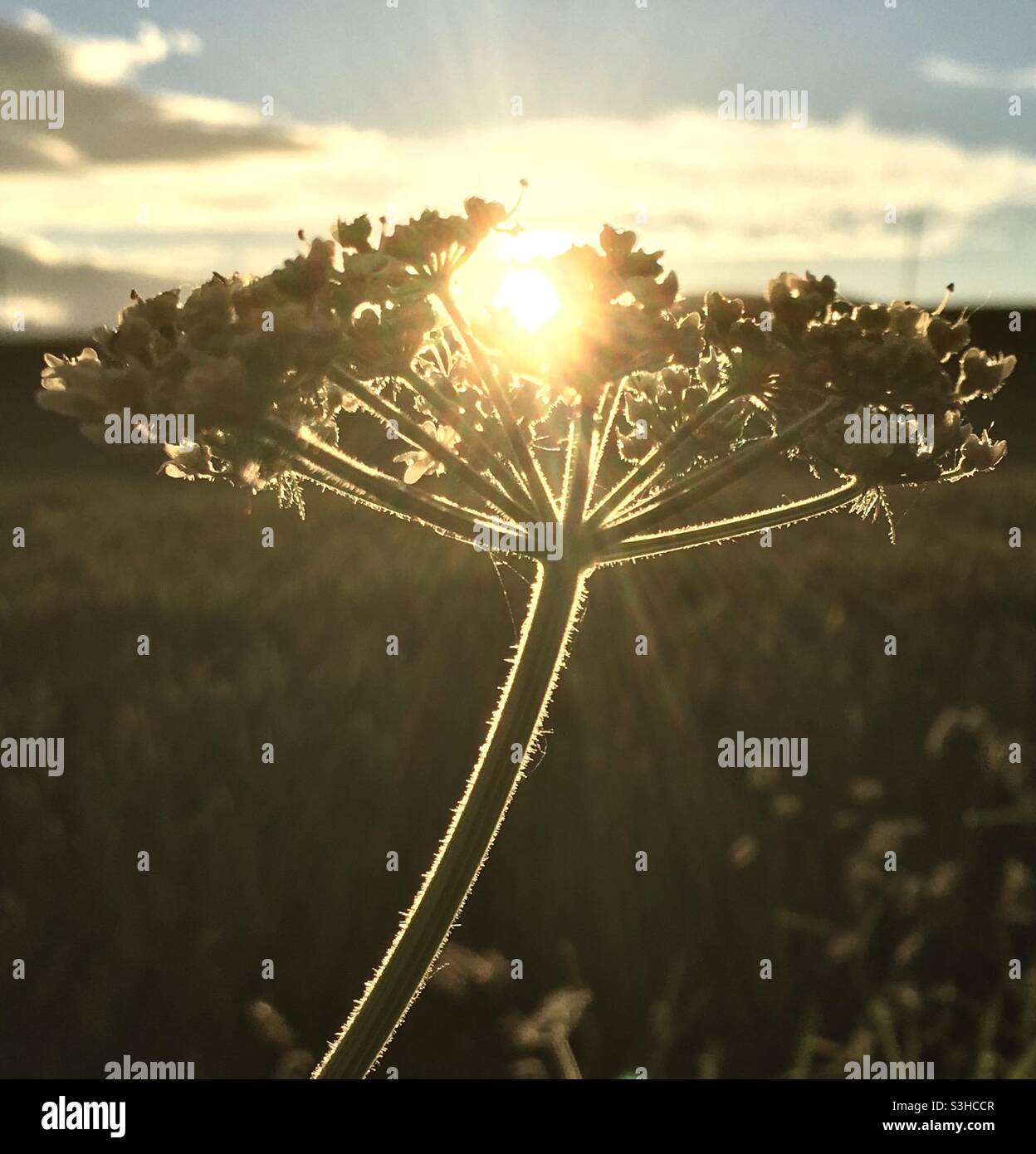 Sunset, nature, glow Stock Photo - Alamy