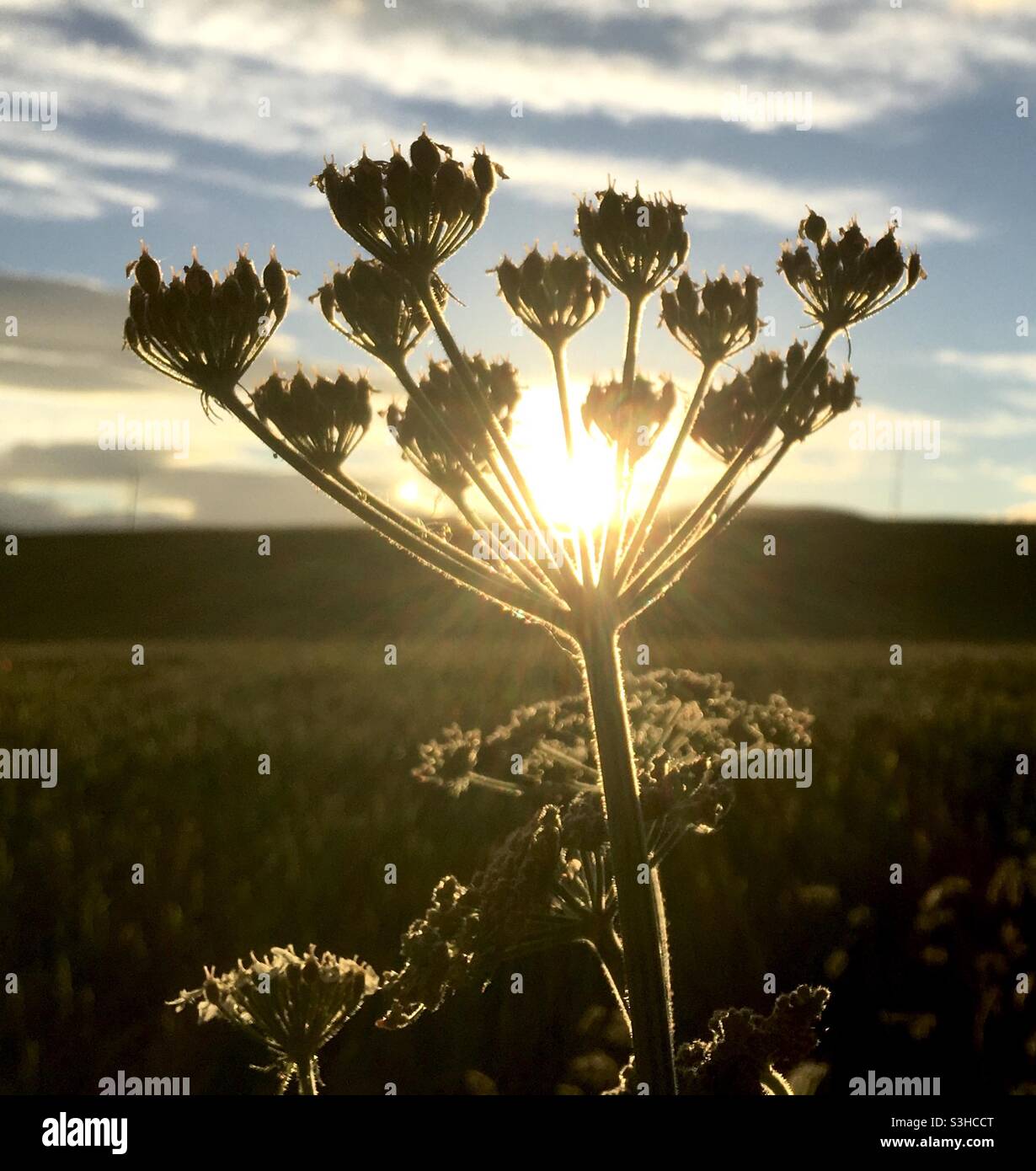 Sunset, nature, field, light, glow, beauty, nature, inspire, uplift ...